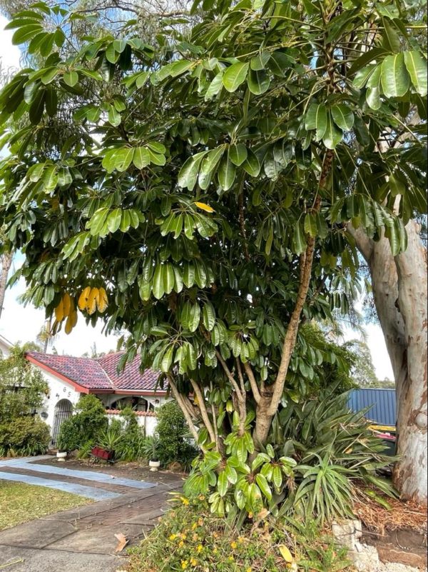 Tree Lookup – Fast Call Trees